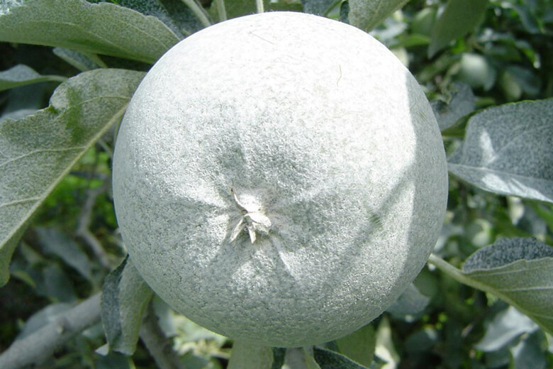 Surround apple crops with superior sunburn protection | UPL