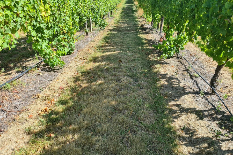 The European vineyard herbicide fighting resistant ryegrass | UPL