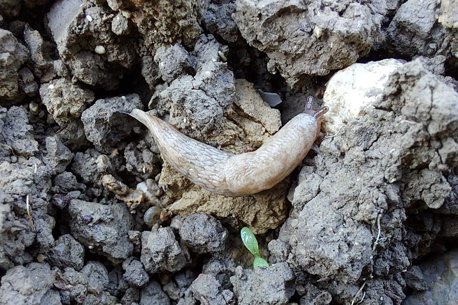 Market-leader Metarex Inov stands between seedlings and destruction | UPL