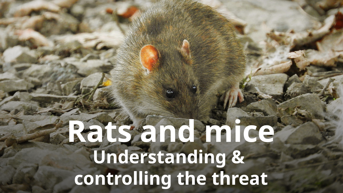 Ep 8 - Rats and mice: Understanding the threat | UPL